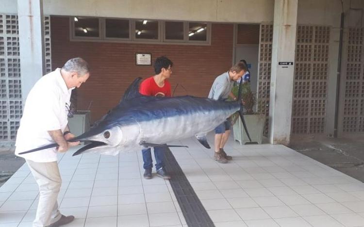 Marlim azul gigante é nova atração do Museu Oceanográfico de Balneário ...